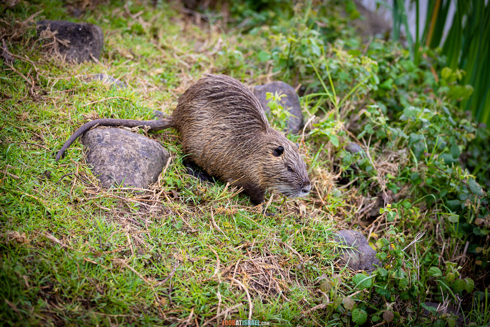 Заповедная Хула - LookAtIsrael.com - Увидеть Израиль и не только