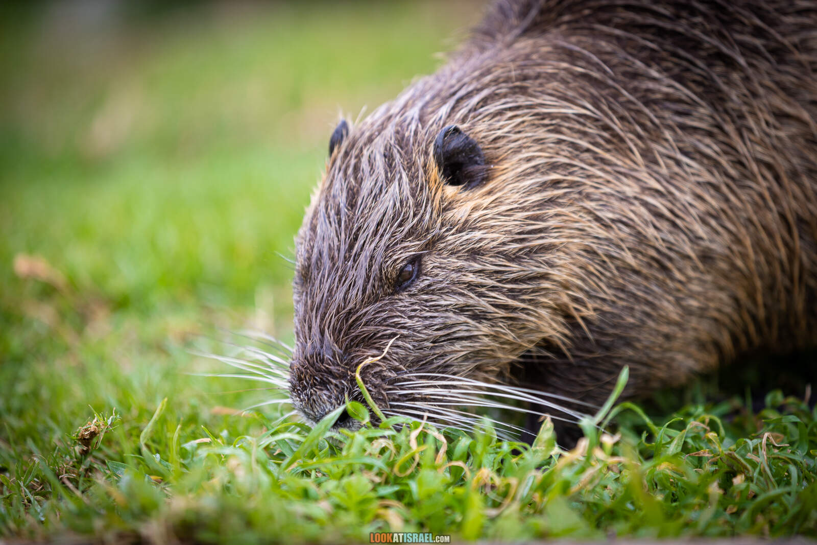 Заповедная Хула - LookAtIsrael.com - Увидеть Израиль и не только